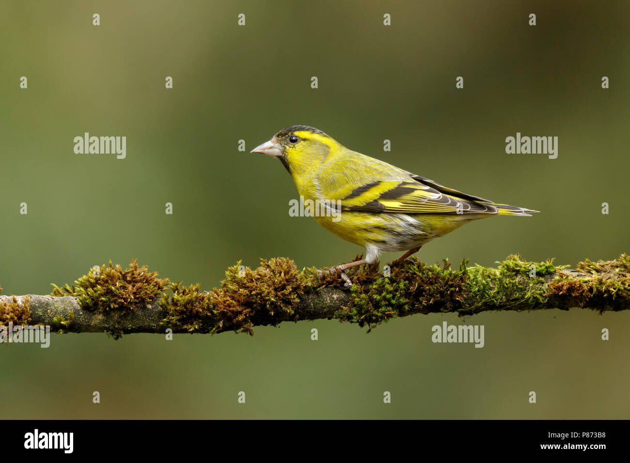 sijs man op tak; Siskin male on branch Stock Photo - Alamy