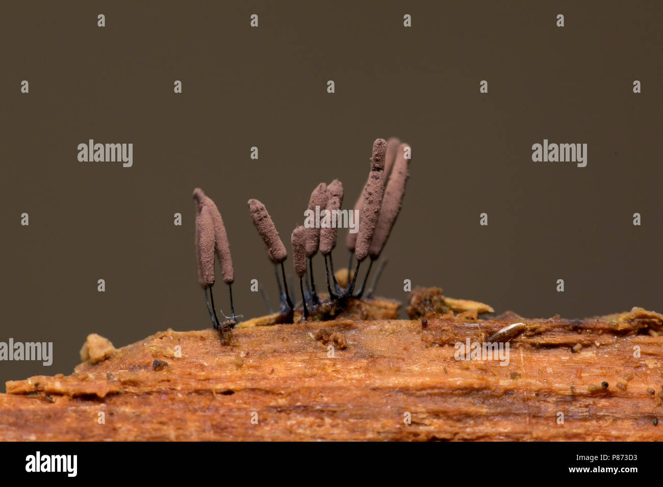 Stemonitis High Resolution Stock Photography and Images - Alamy