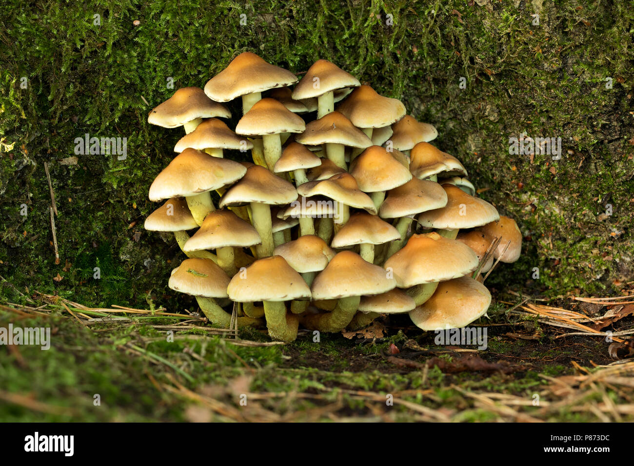 Gewone zwavelkop hi-res stock photography and images - Alamy