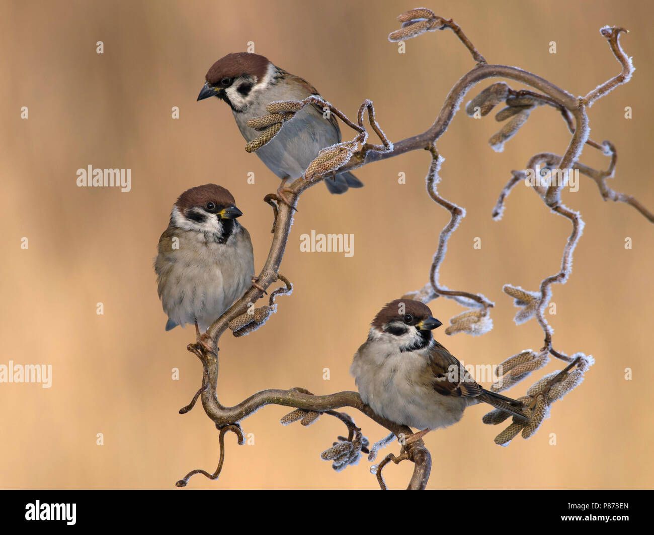 Eurasian Tree Sparrows Stock Photo - Alamy