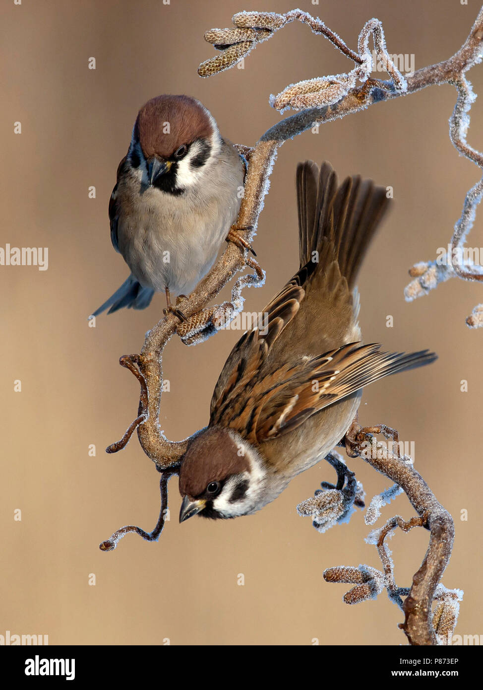 Eurasian Tree Sparrows Stock Photo - Alamy