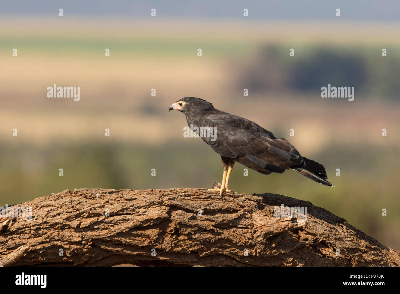 kaalkopkiekendief; african harrier hawk Stock Photo - Alamy