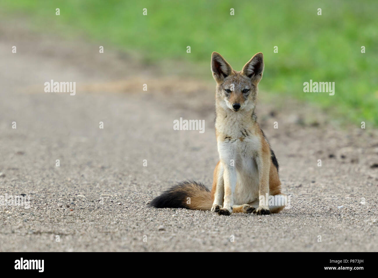 Zadeljakhals zittend op de weg, Black-backed Jackal sitting on the road ...