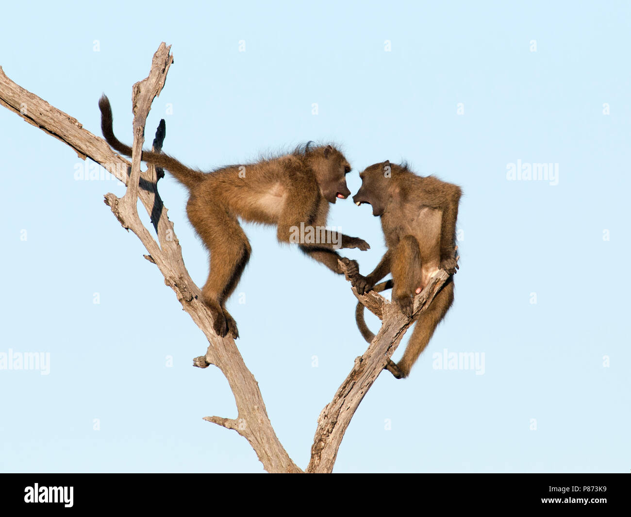 Baboon fight hi-res stock photography and images - Alamy