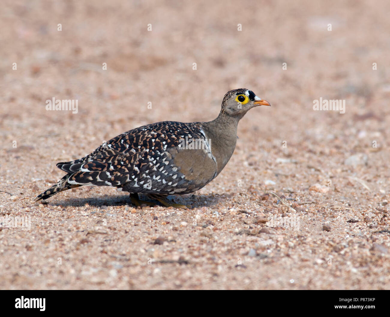 Dubbelbandzandhoen, Double-banded Sandgrouse Stock Photo - Alamy