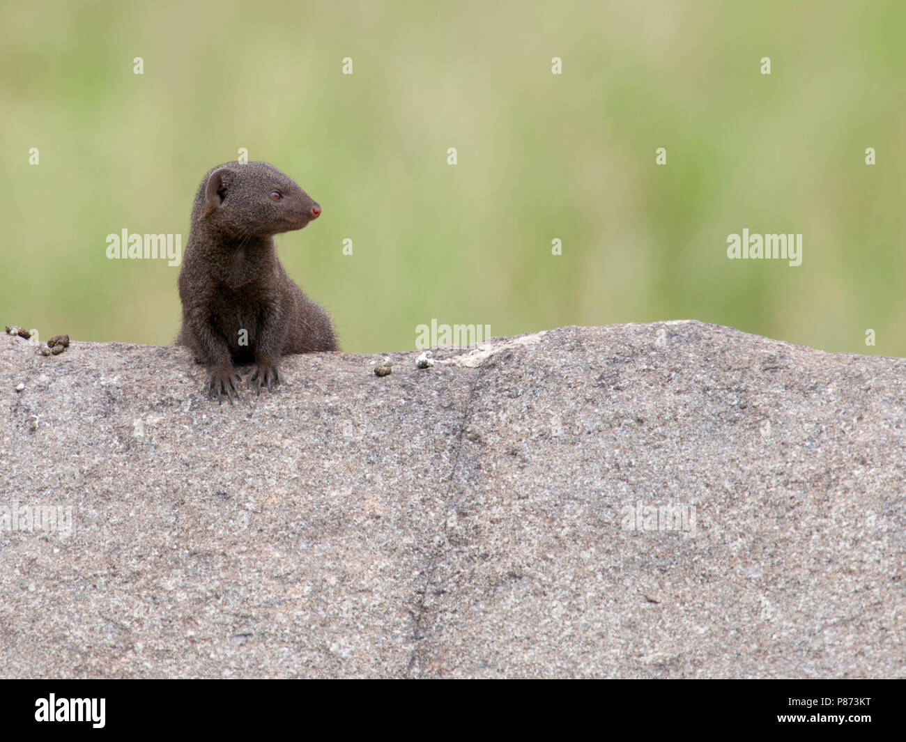 Dwergmangoest op de uitkijk op een rots, Dwarf Mongoose hanging on a ...