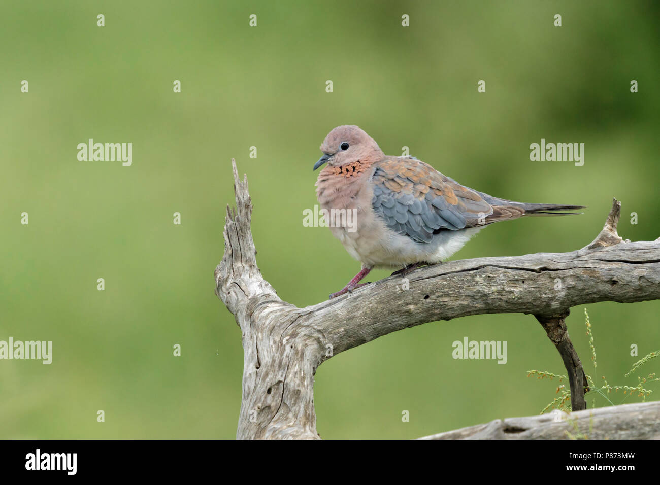 Palmtortel zittend op tak, Laughing Dove sitting on branch Stock Photo ...