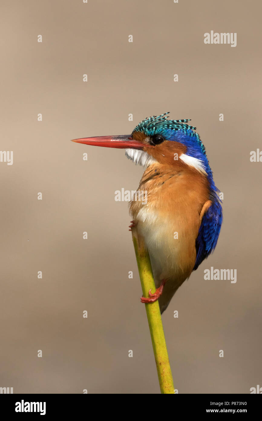 Malachietijsvogel op rietstengel; Malachite Kingfisher sitting on reed ...