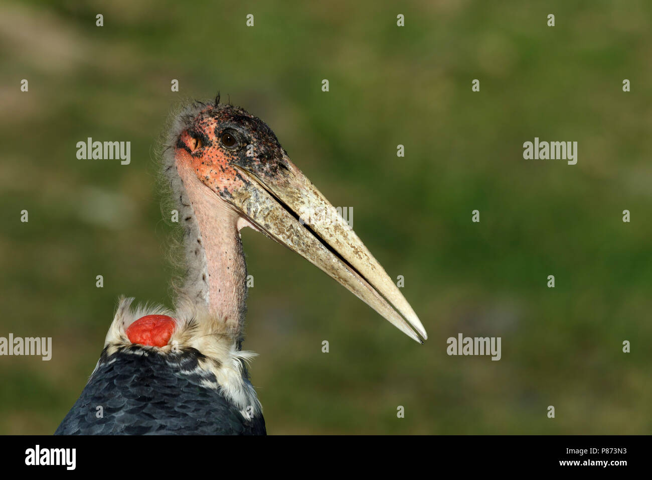Afrikaanse Maraboe portret; Marabou Stork portret Stock Photo - Alamy