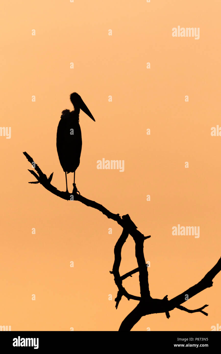 Afrikaanse Maraboe Silhouet; Marabou Stork Silhouette Stock Photo - Alamy