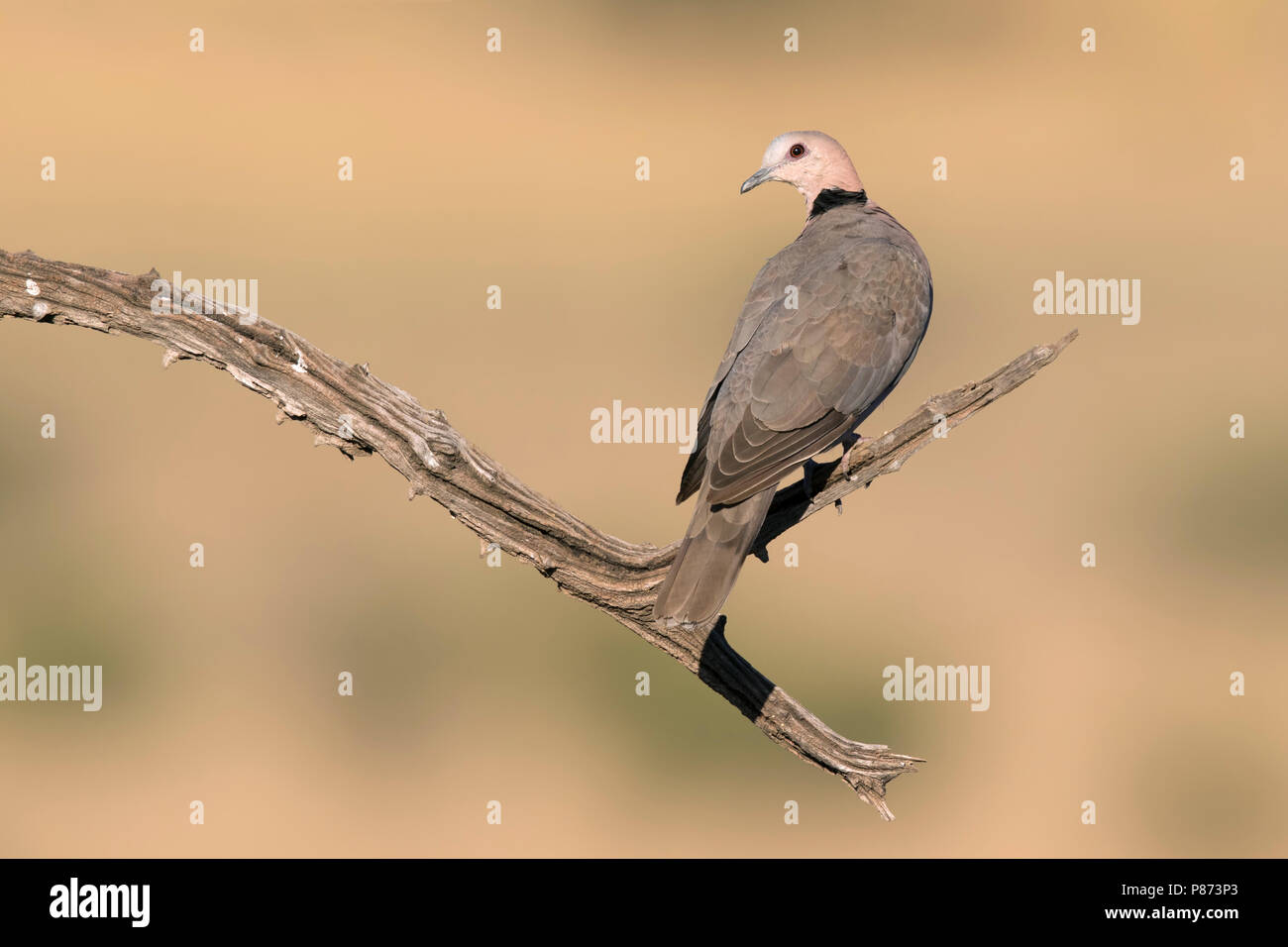 Tortelduif hi-res stock photography and images - Alamy