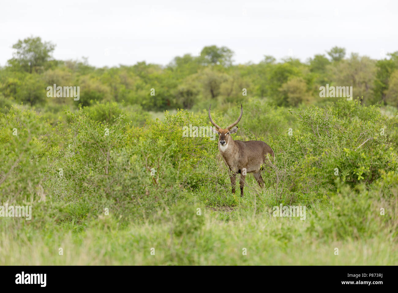 Waterbok hi-res stock photography and images - Alamy