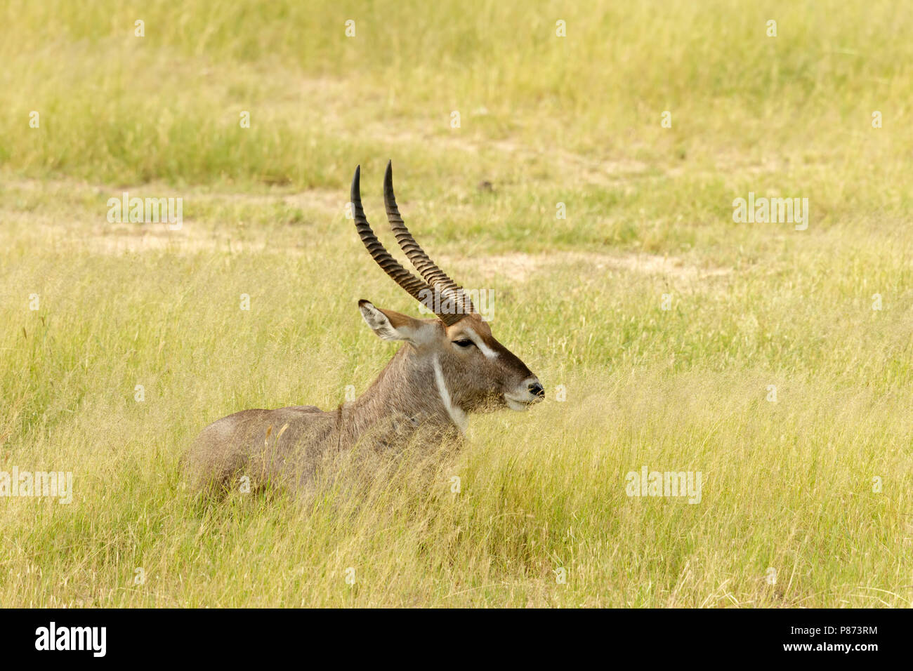 Waterbok liggens in het gras, Waterbuck laying in the grass Stock Photo ...