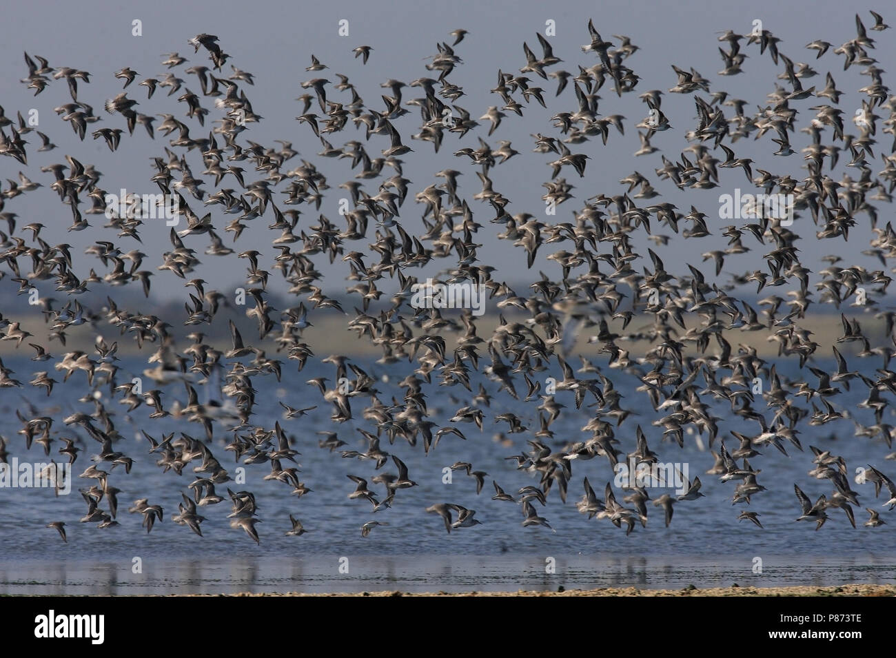 De Slikken van Flakkee werken als een magneet op overwinterende ...