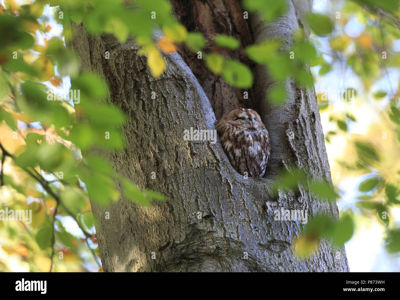 Uiltje hi-res stock photography and images - Alamy