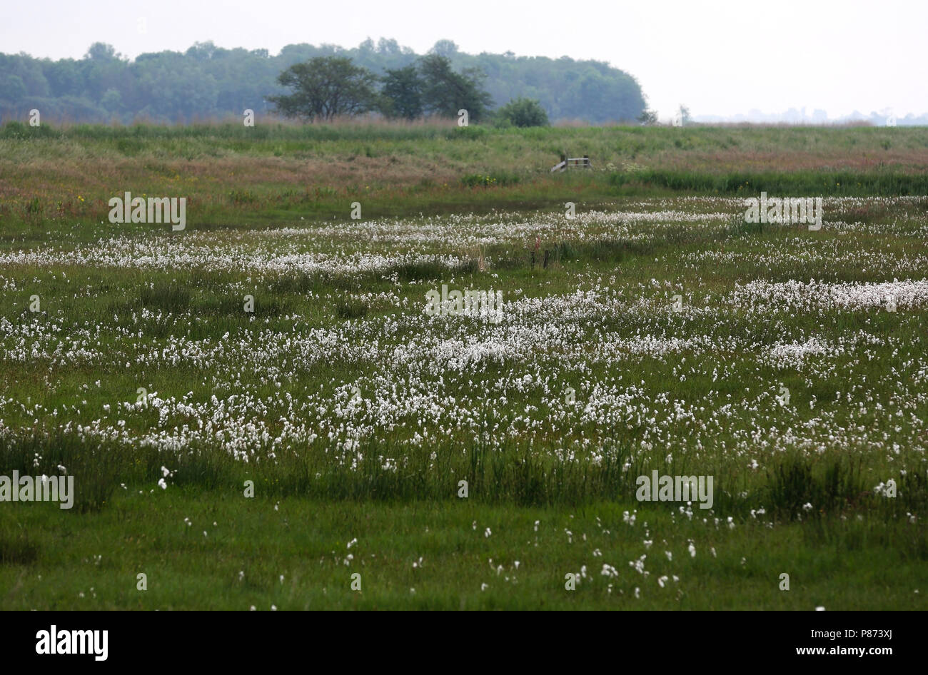 Alblasserwaard hi-res stock photography and images - Alamy