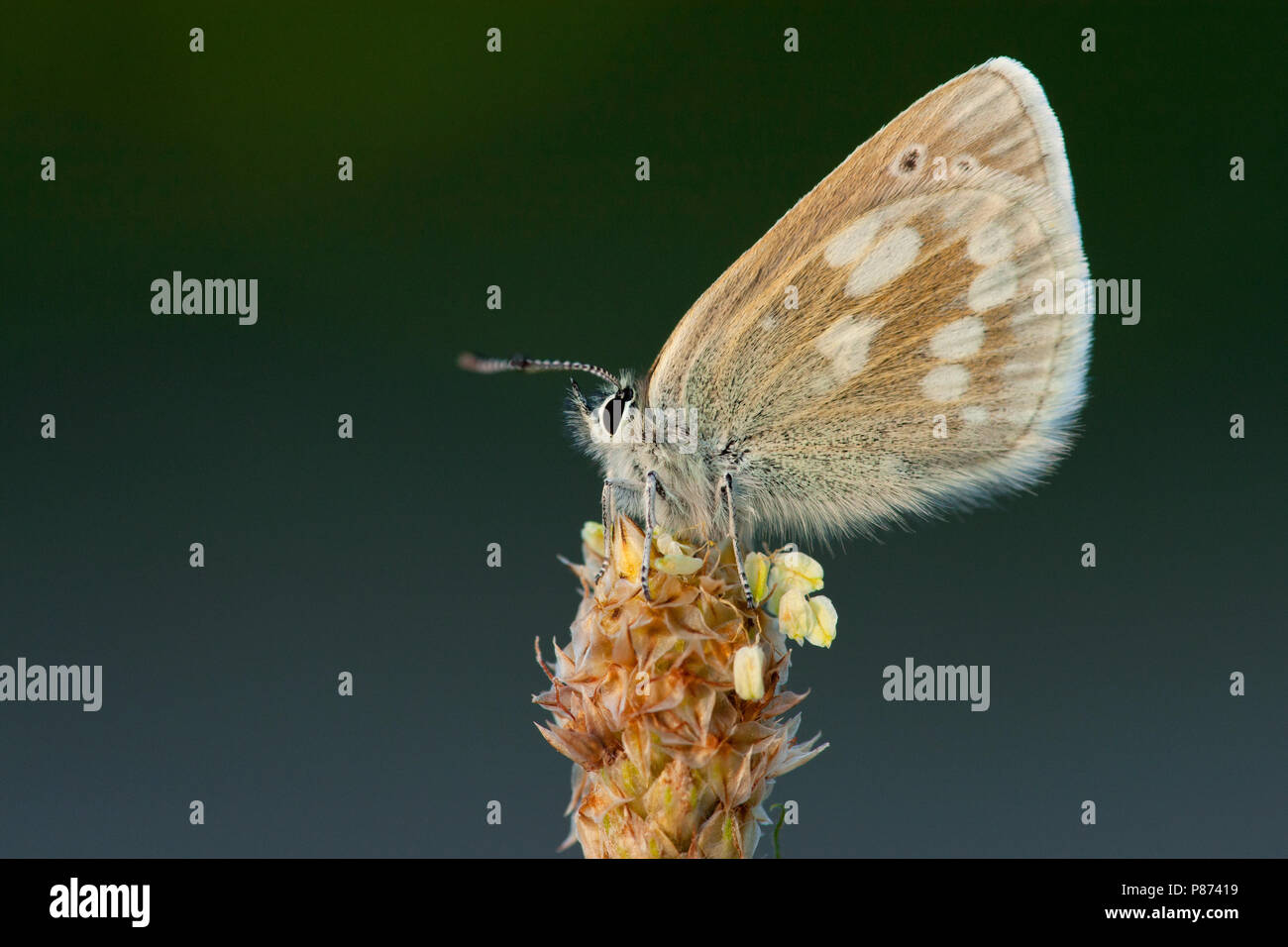 Alpine butterflies hi-res stock photography and images - Alamy