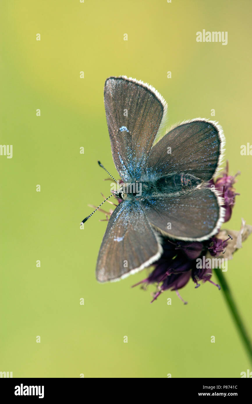 Alpine butterflies hi-res stock photography and images - Alamy