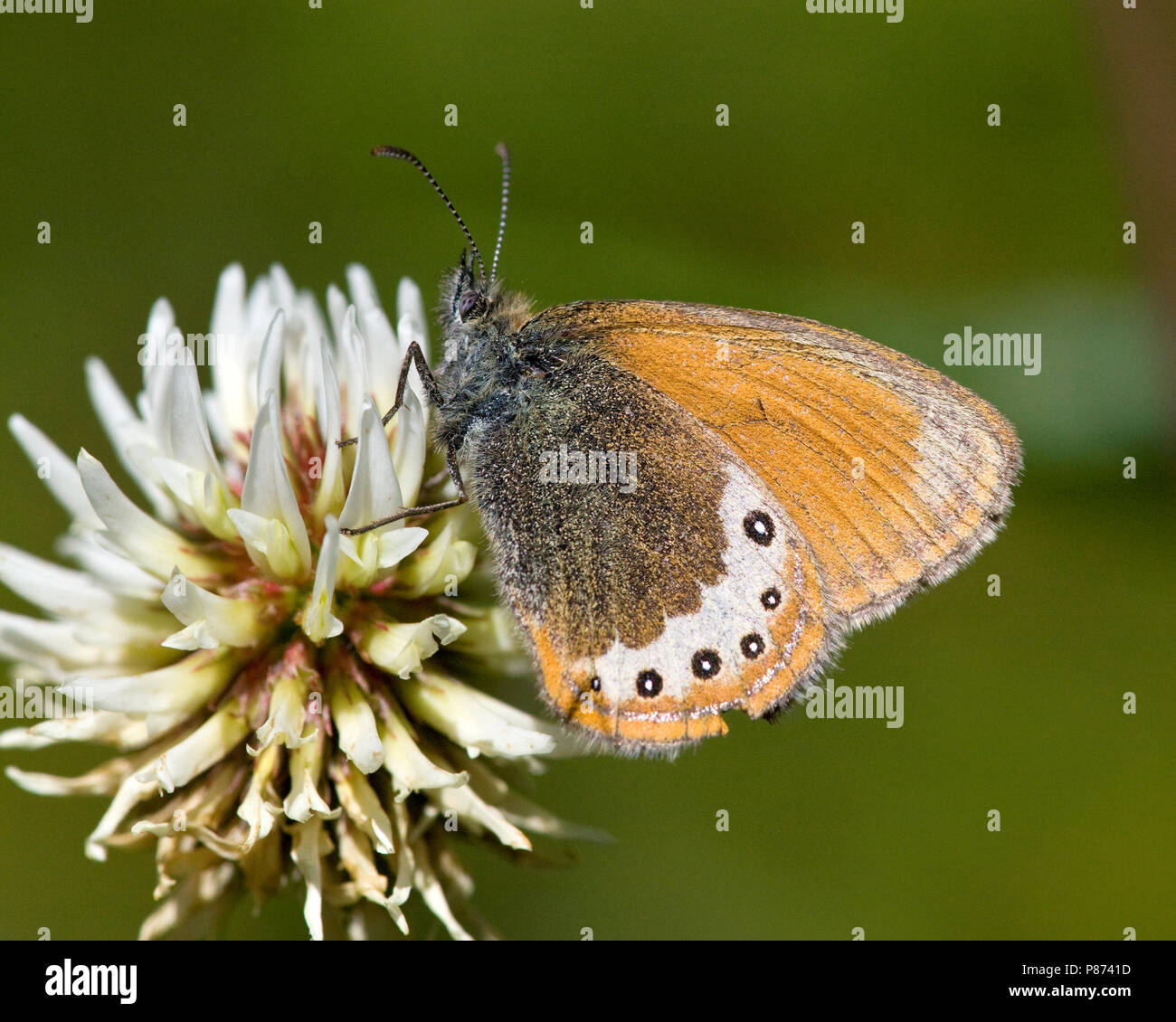 Alpine butterflies hi-res stock photography and images - Alamy