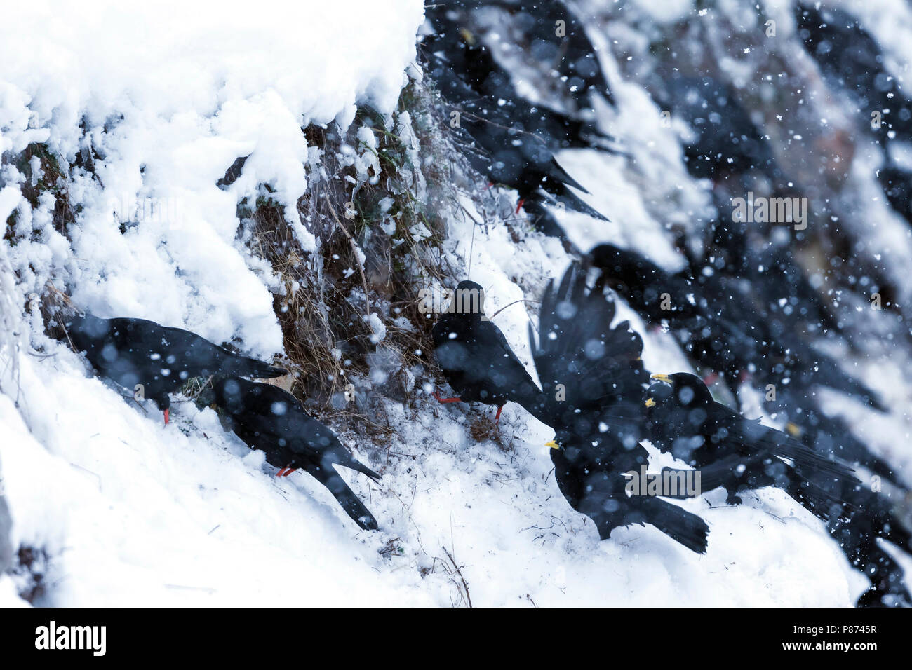 Alpenkauw pyrrhocorax graculus alpine chough hi-res stock photography ...