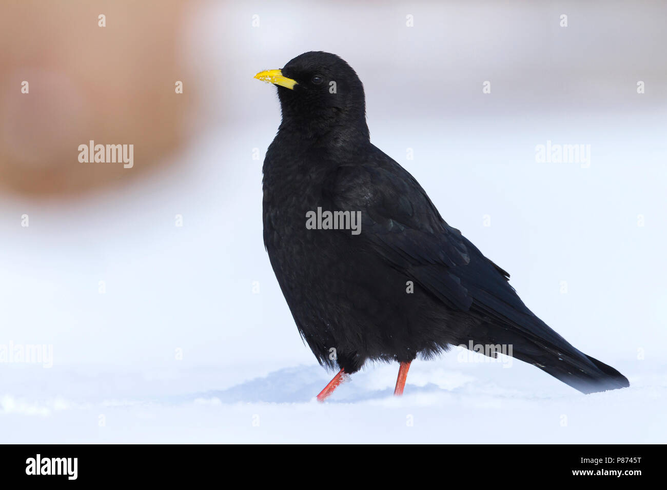 Alpenkauw, Alpine Chough Stock Photo - Alamy