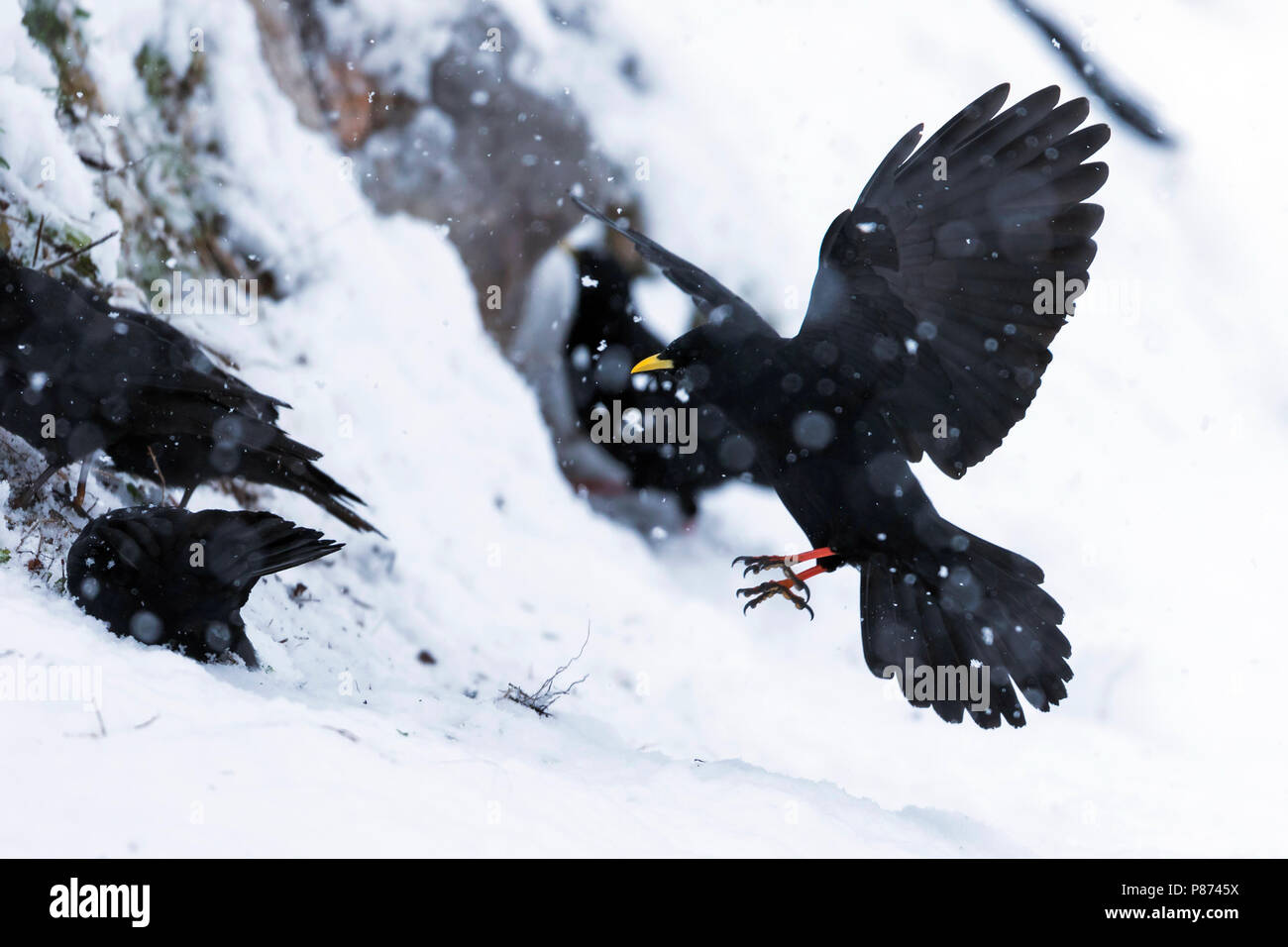Alpenkauw pyrrhocorax graculus alpine chough hi-res stock photography ...
