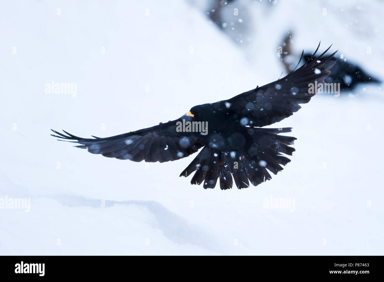 Alpenkauw pyrrhocorax graculus alpine chough hi-res stock photography ...
