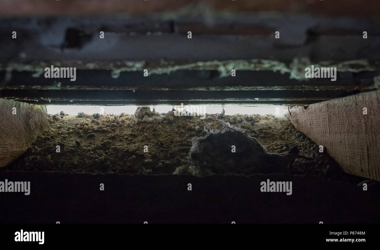 Alpine Swift - Alpensegler - Tachymarptis melba ssp. melba, Germany ...