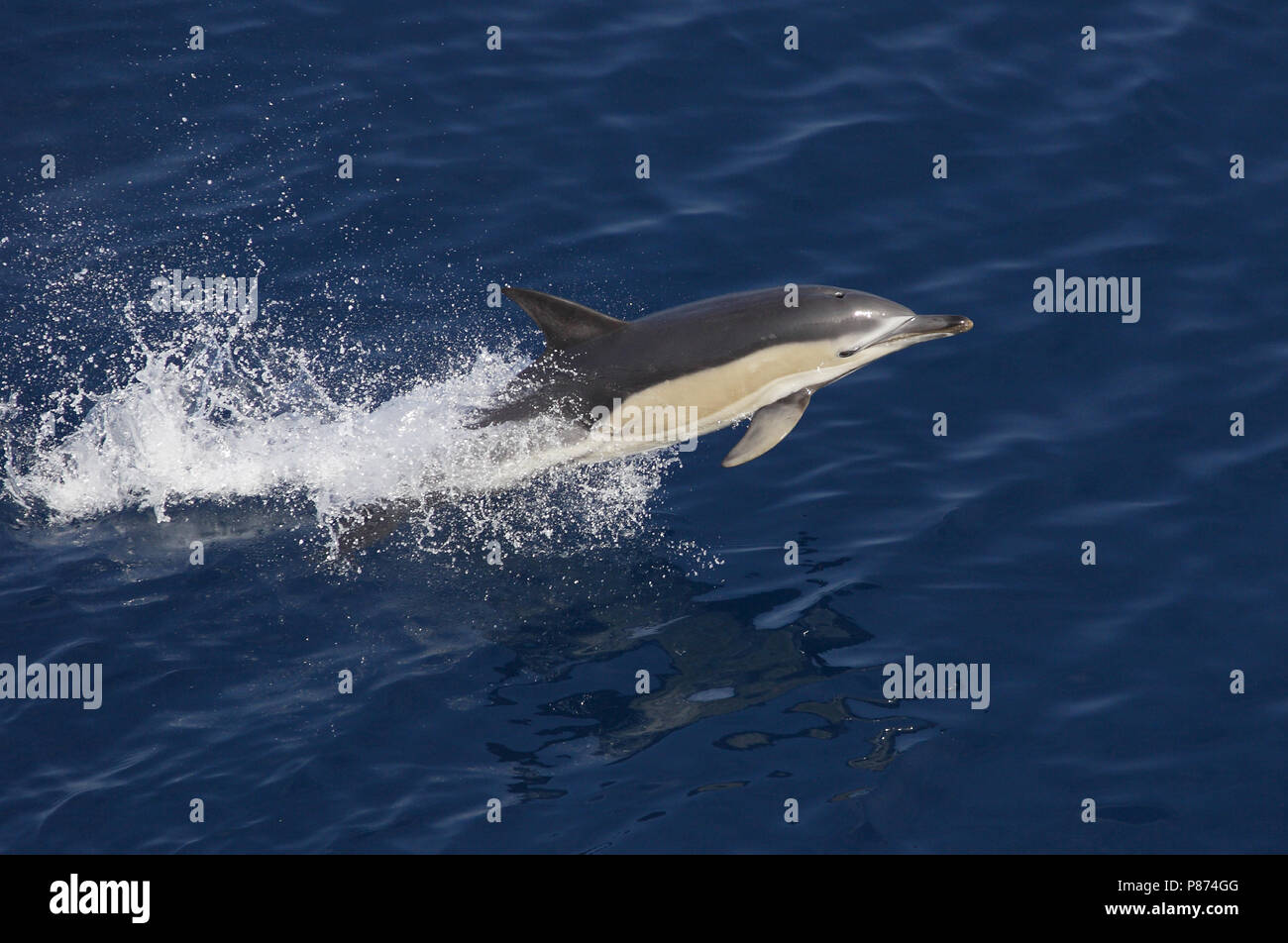 Mammal dolphin common hi-res stock photography and images - Alamy