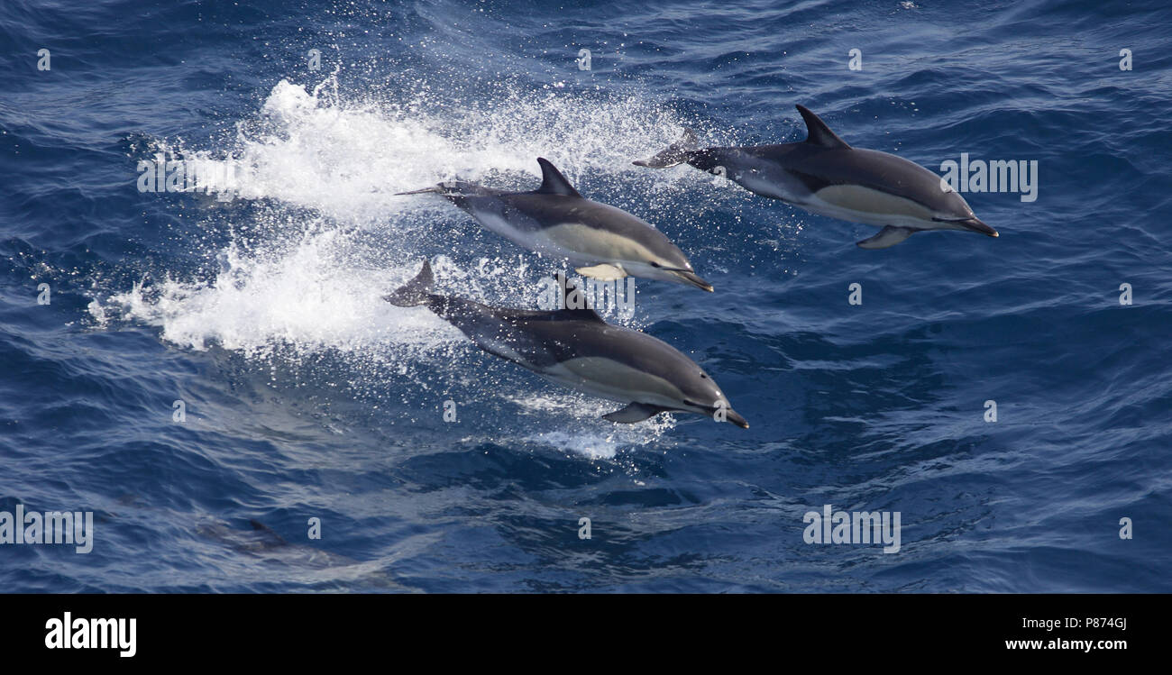 Gewone dolfijn hi-res stock photography and images - Alamy