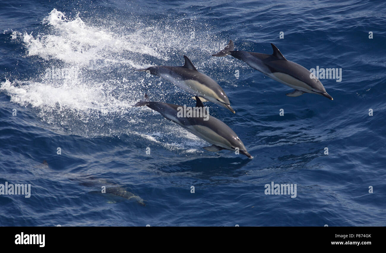Gewone Dolfijn, Short-Beaked Common Dolphin, Delphinus delphis Stock Photo - Alamy