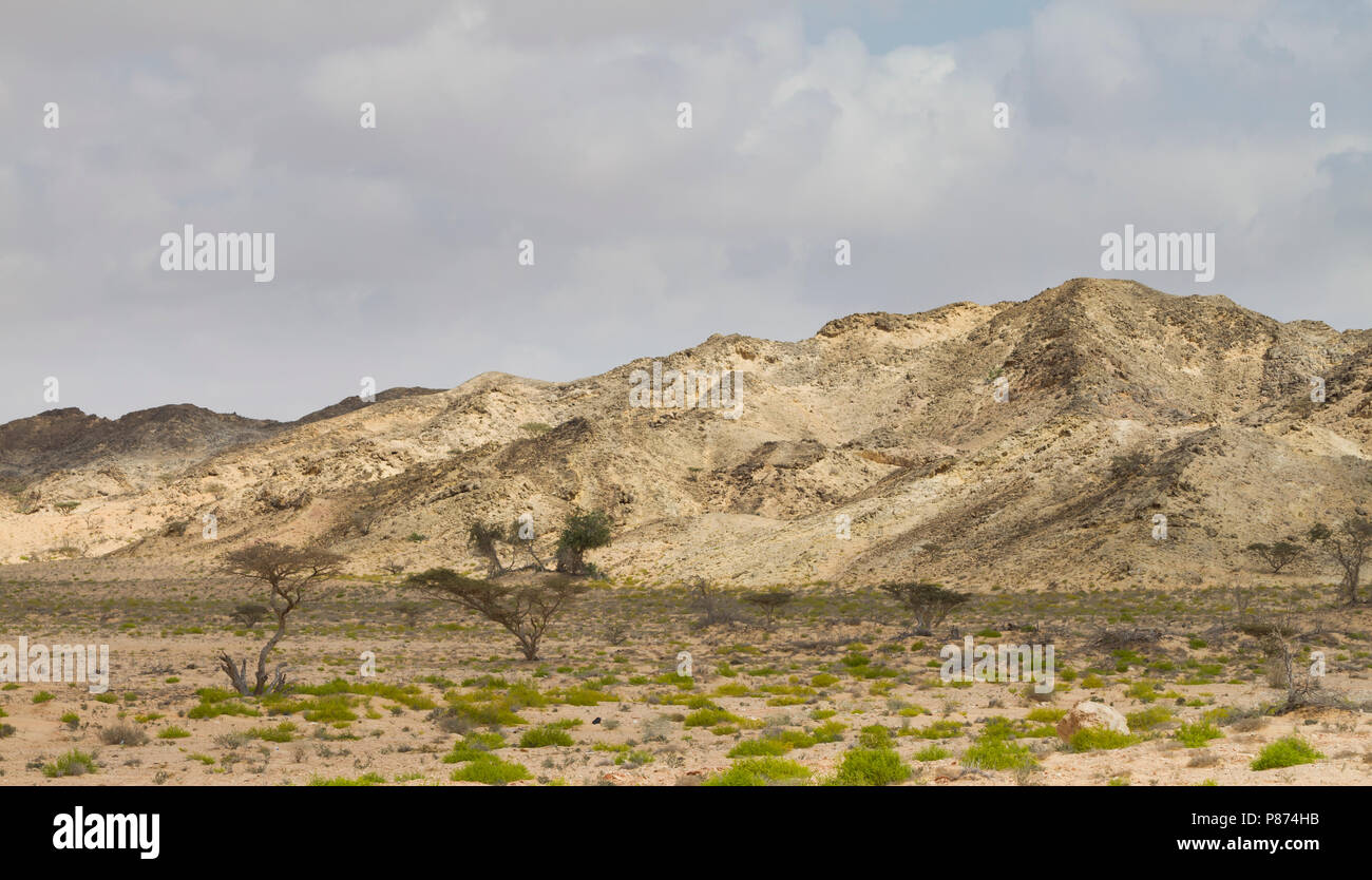Landscape of central desert of Oman Stock Photo - Alamy