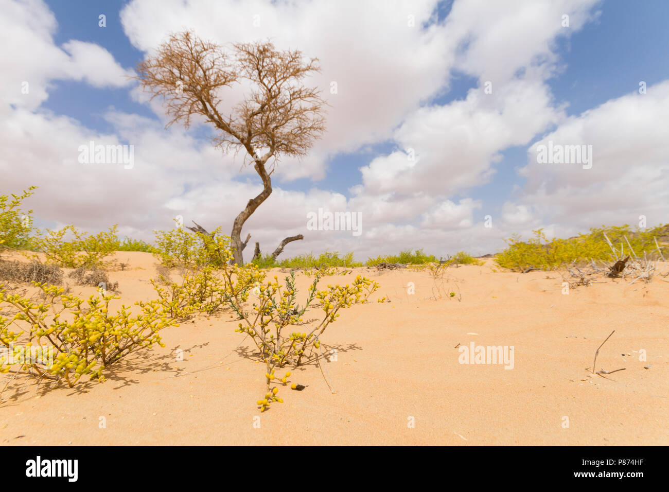 Landscape of central desert of Oman Stock Photo - Alamy