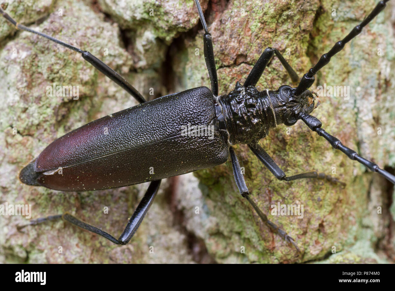 Cerambyx cerdo - Great Capricorn Beetle - Großer Eichenheldbock ...