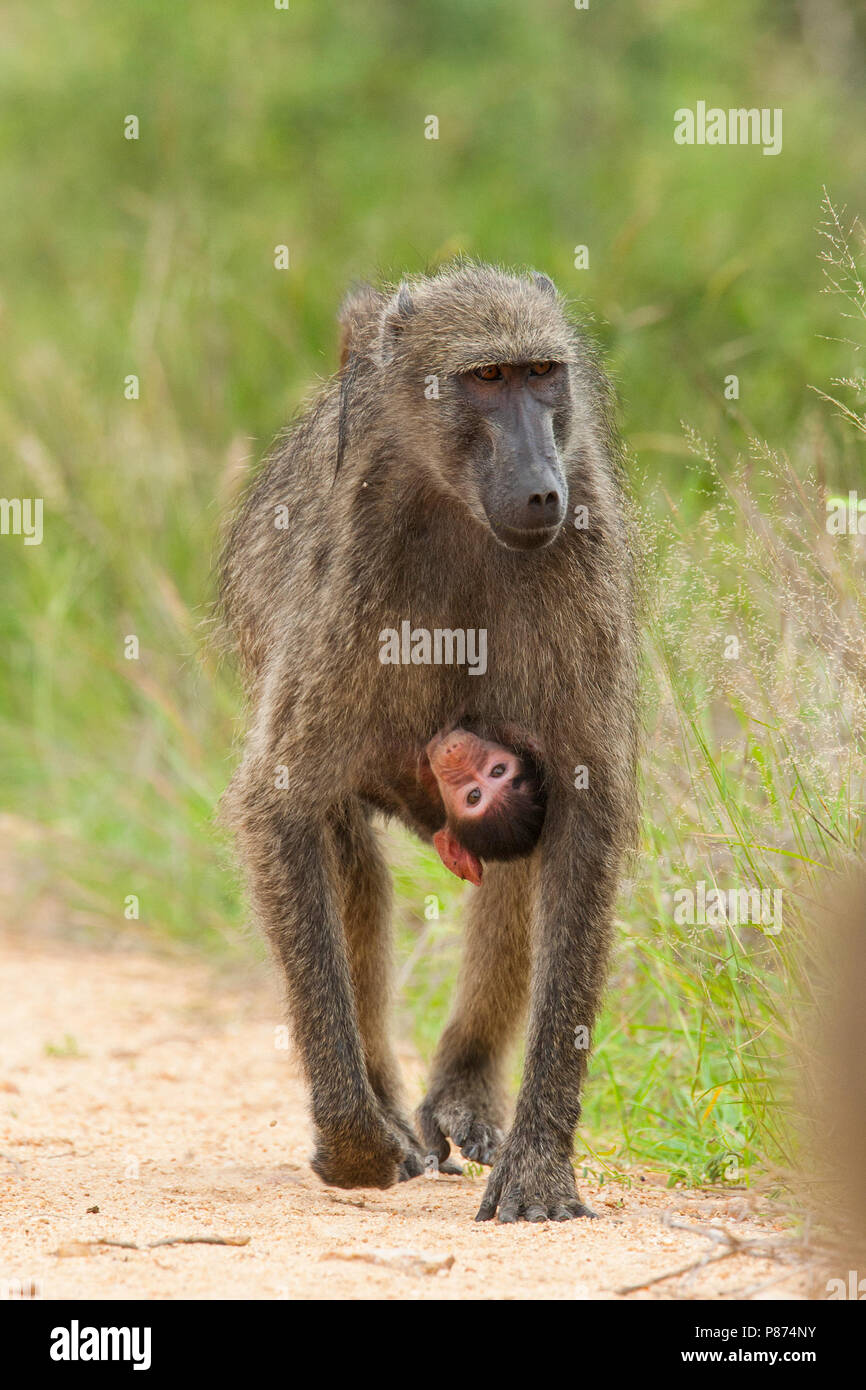 Baviaan hi-res stock photography and images - Alamy