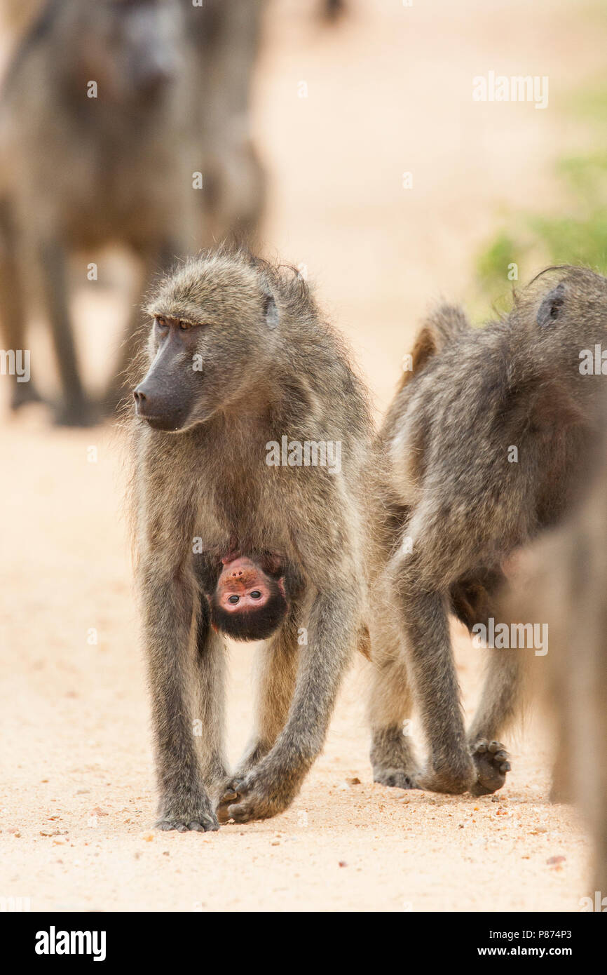Beerbaviaan, Chacma Baboon Stock Photo - Alamy
