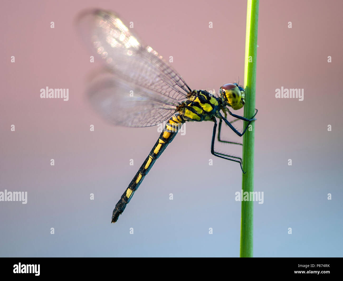 Yellowface hi-res stock photography and images - Alamy