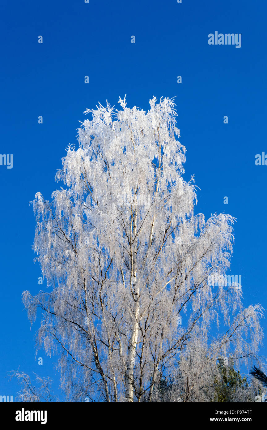 white frost on tree at sunny finnish winter day Stock Photo - Alamy
