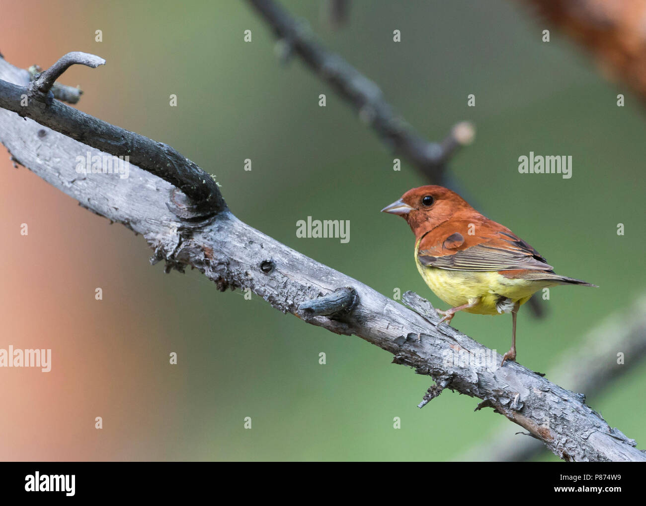 Emberiza rutila hi-res stock photography and images - Alamy