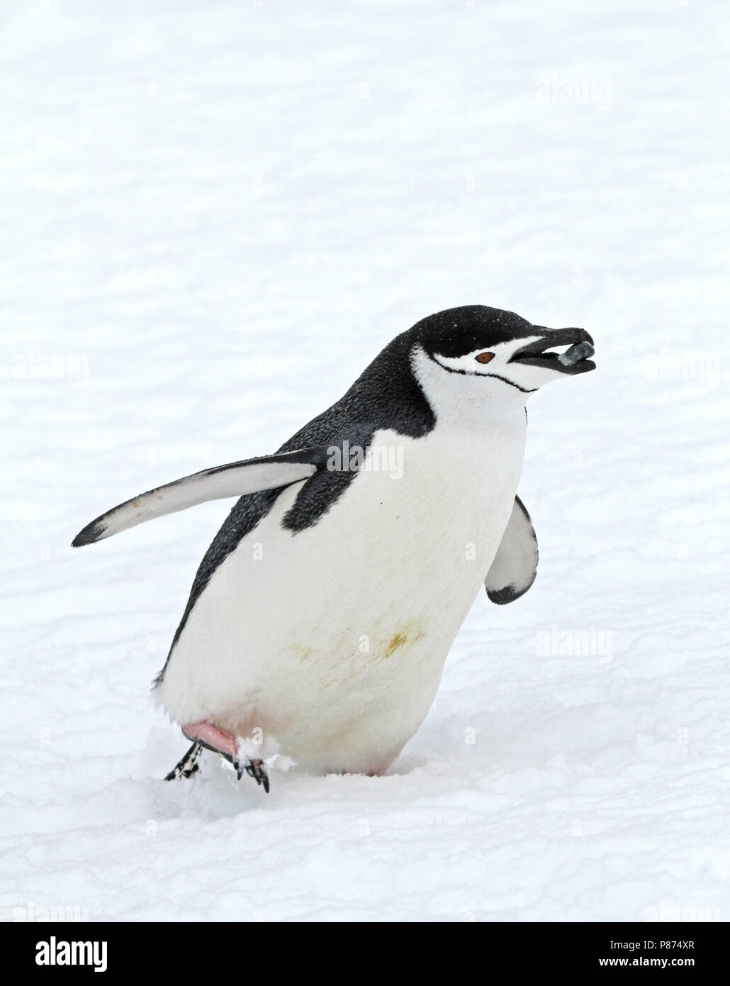 Chinstrap Penguin (Pygoscelis antarcticus) in Antarctica Stock Photo ...