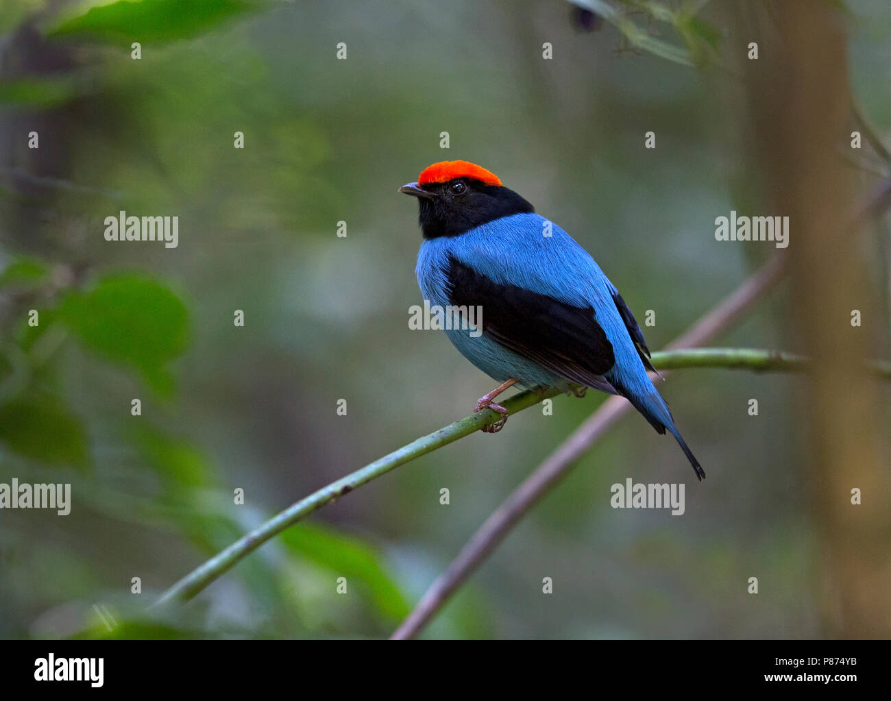 Swallow tailed manakin hi-res stock photography and images - Alamy