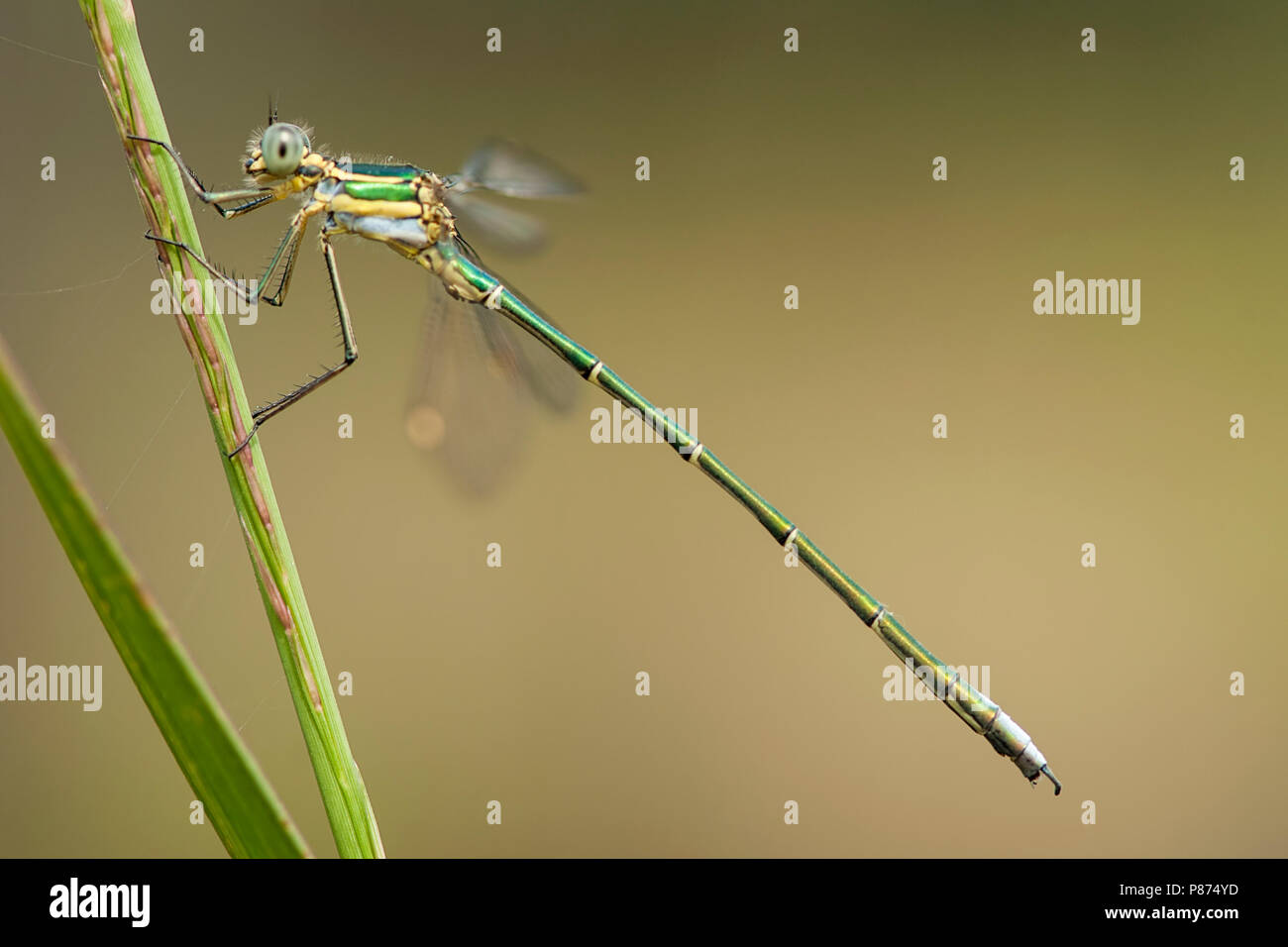 Malachite man hi-res stock photography and images - Alamy