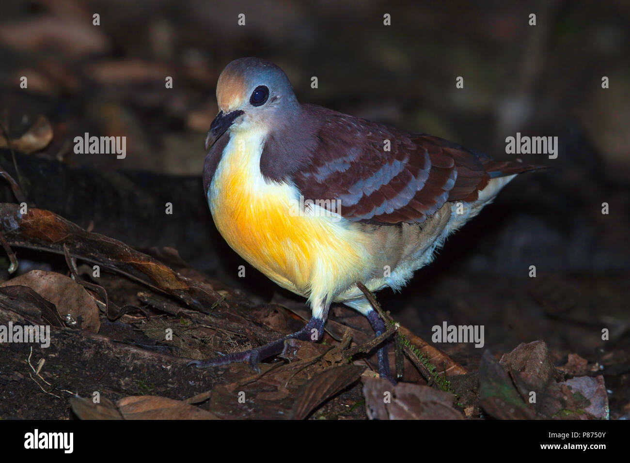 Cinnamon Ground Dove (Gallicolumba rufigula) walking through leaf ...