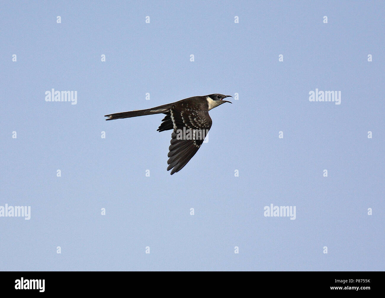 Great Spotted Cuckoo (Clamator glandarius), a brood parasite that lays ...