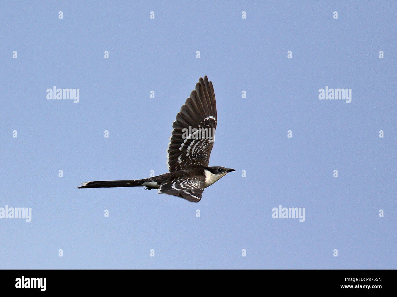 Great Spotted Cuckoo (Clamator glandarius), a brood parasite that lays ...