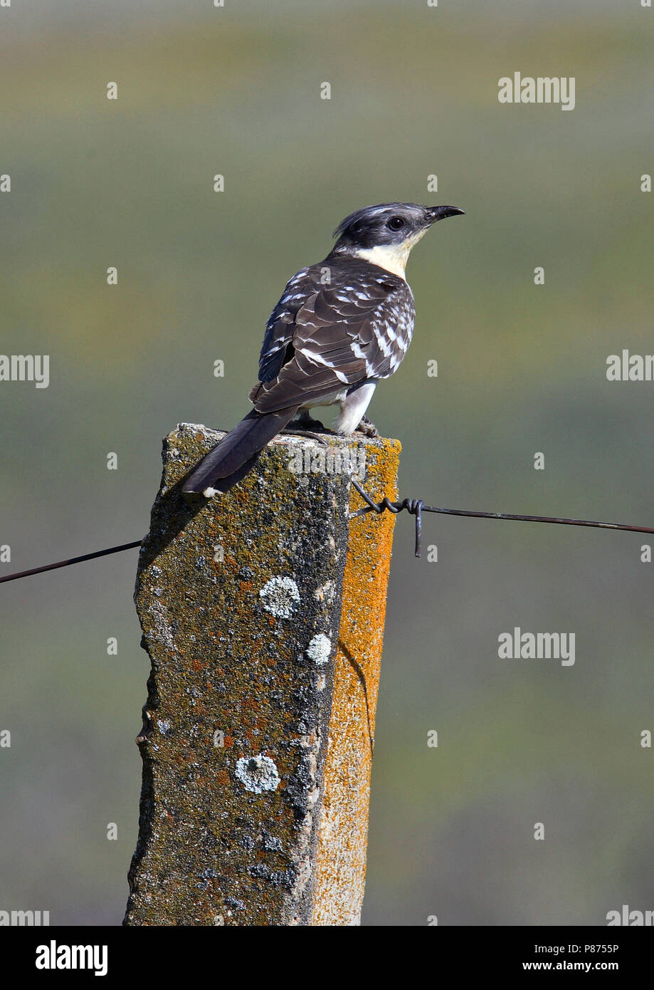 Great Spotted Cuckoo (Clamator glandarius), a brood parasite that lays ...