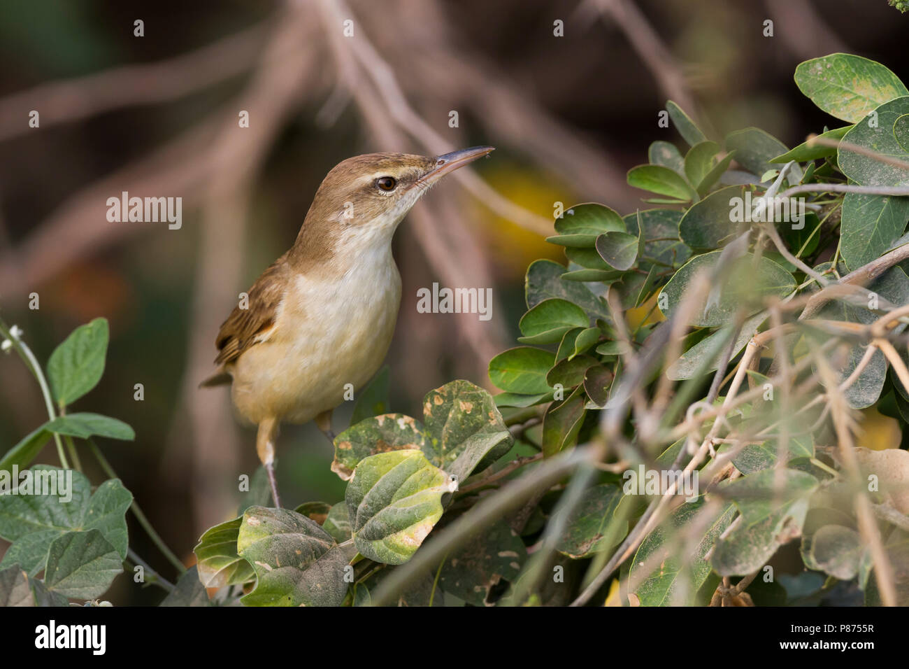 Clamorous reed warbler acrocephalus stentoreus hi-res stock photography ...