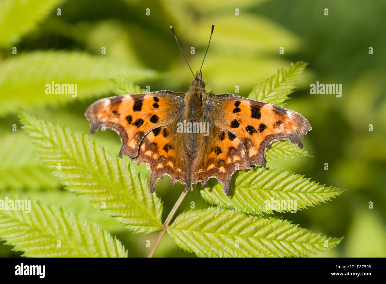 Comma butterfly, Polygonia c-album, UK Stock Photo - Alamy