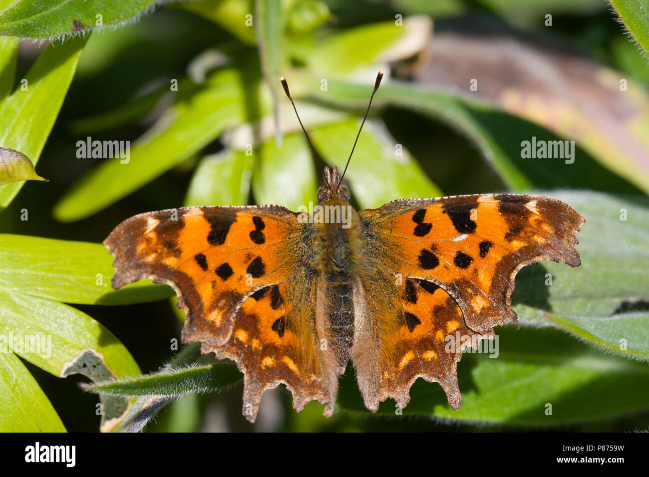 Butterfly scalloped wings hi-res stock photography and images - Alamy