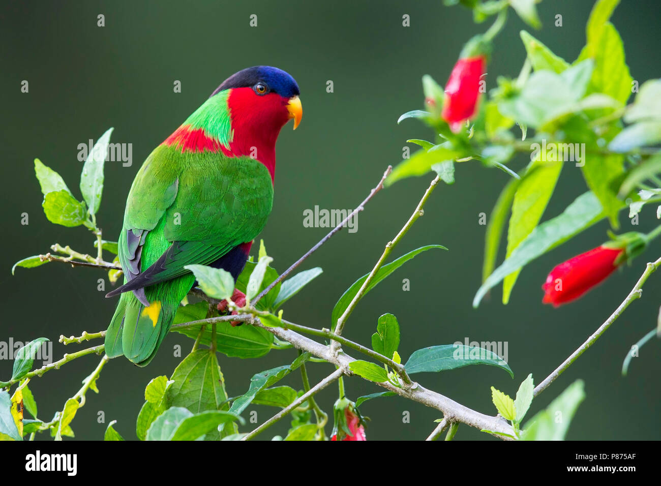 Birds of fiji hi-res stock photography and images - Alamy
